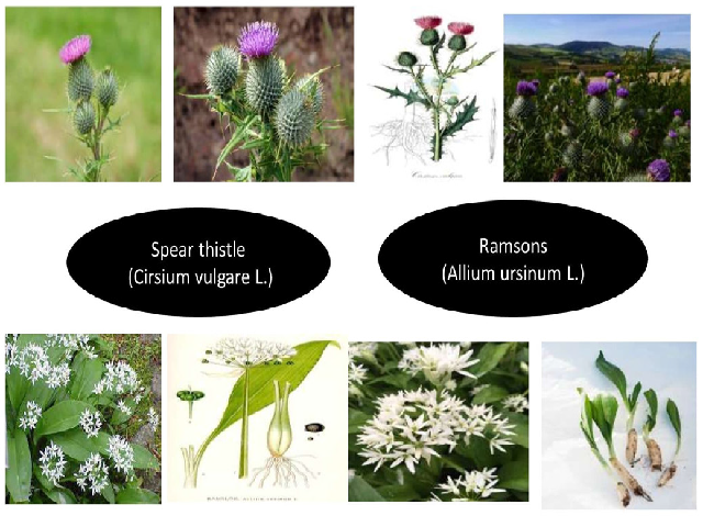 Short Communication Pharmacognosy Communications short-communication-pharmacognosy-communications